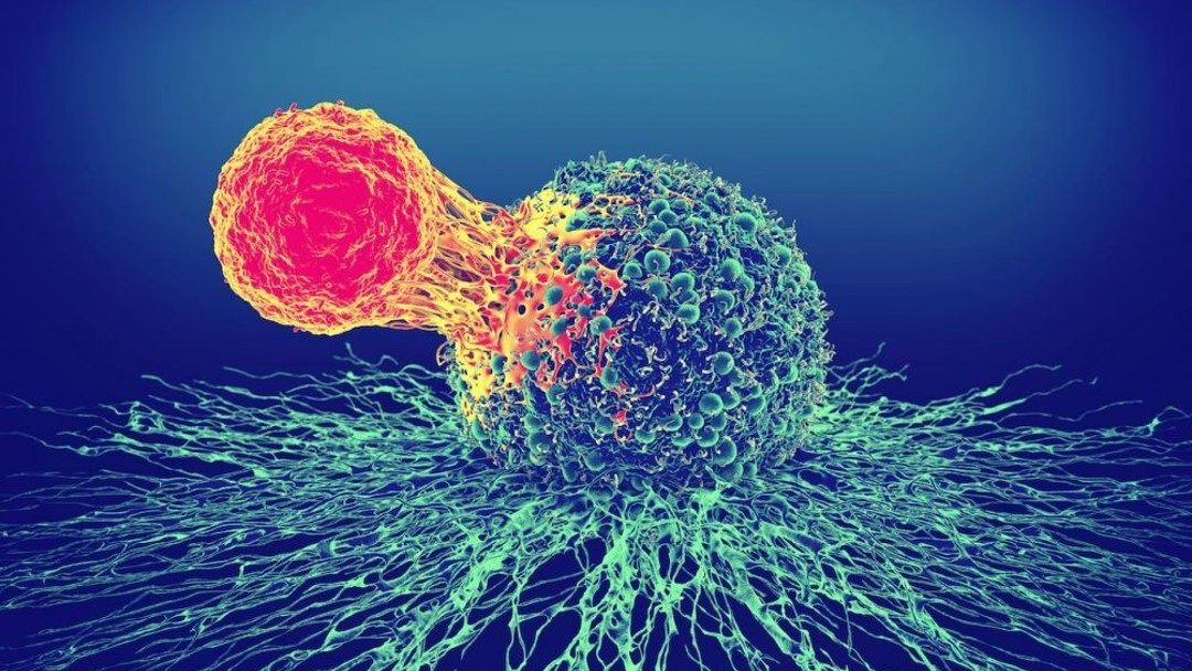 Computational Immunology - Research at UMC Utrecht