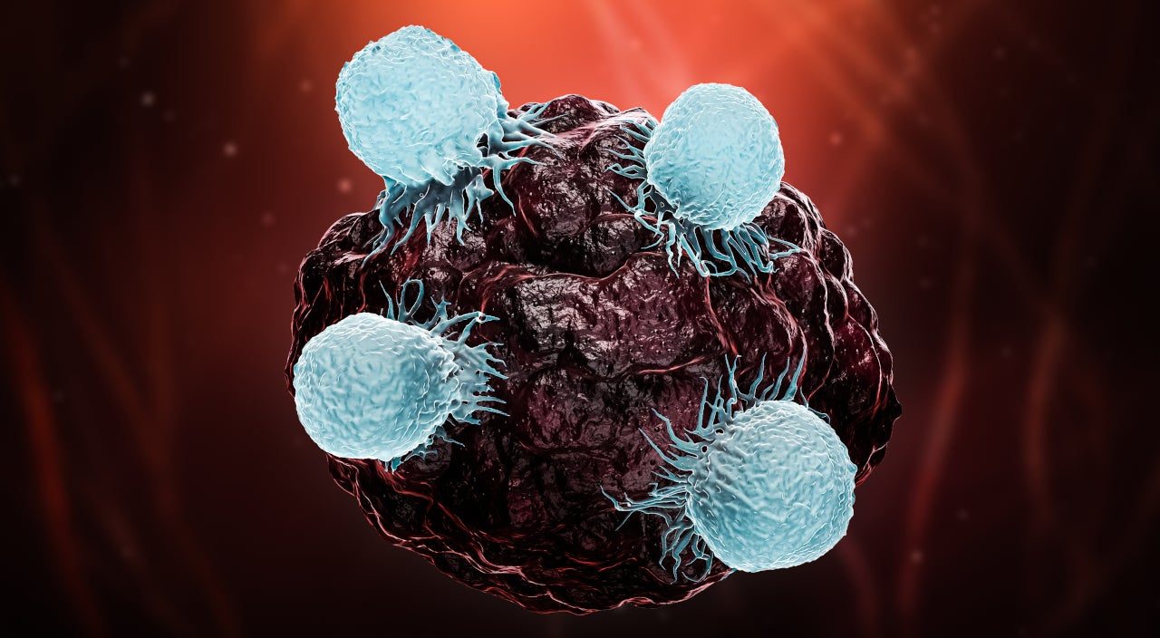 Life span of lymphocytes further unraveled - Research at UMC Utrecht