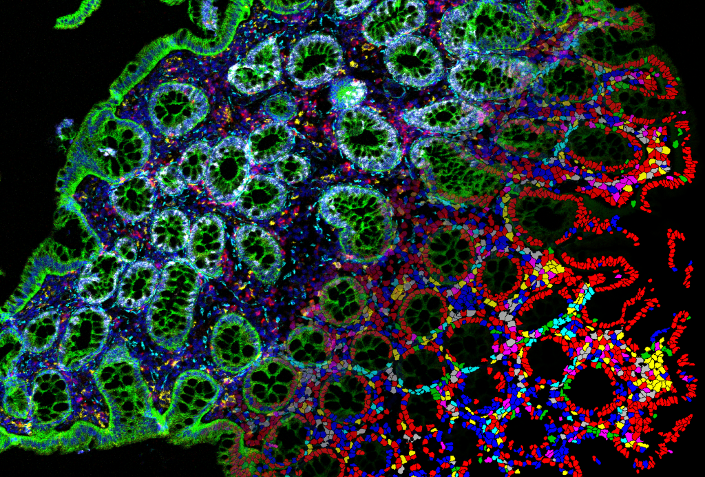 Cell Mosaic - Research at UMC Utrecht