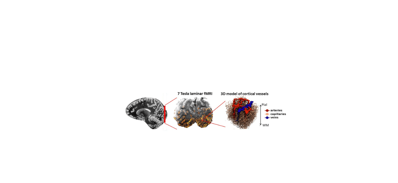 Functional brain imaging, ultra-high field laminar fMRI, neurovascular ...