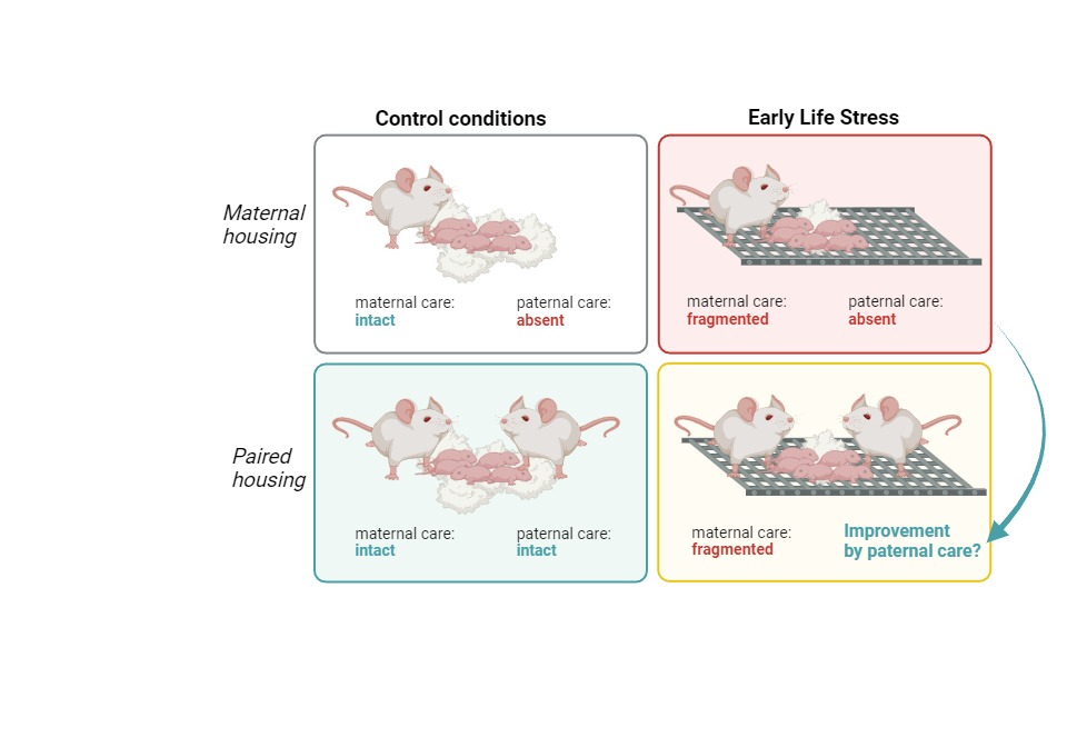 Early life stress - Developmental Origins of Disease
