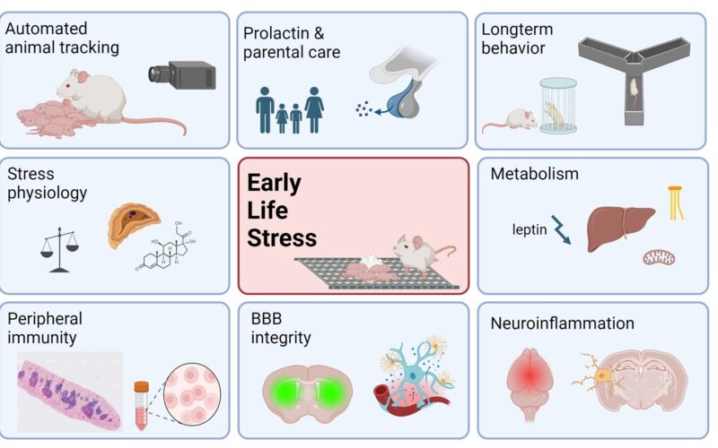 Early life stress - Developmental Origins of Disease